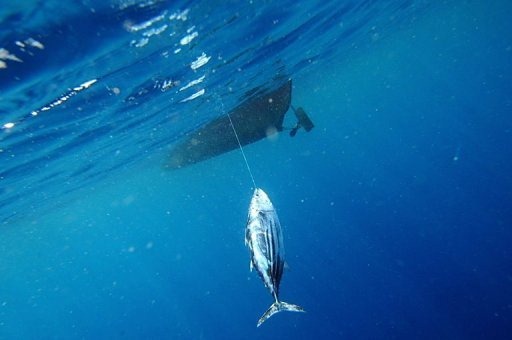 Ocean fish extinct within 40 years – Desdemona Despair